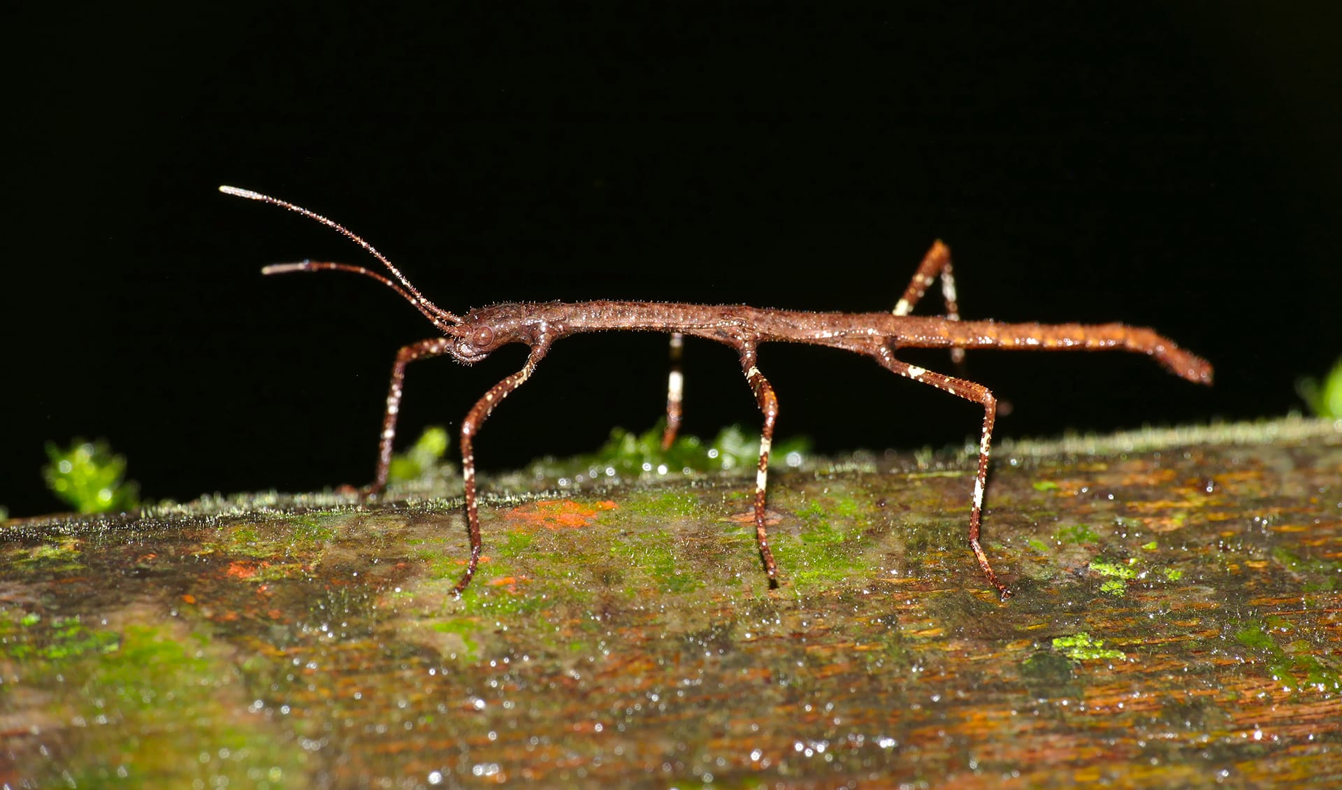 Phasmatodea - Stick insects: facts, distribution & population | BioDB